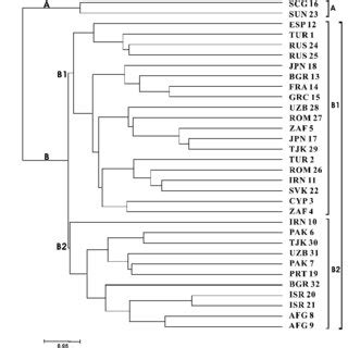 Dendrogram Generated Using UPGMA Cluster Analysis Based On Genetic Download Scientific Diagram