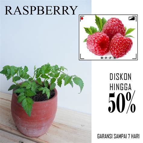 Jual Tanaman Buah Raspberry Rubus Idaeus Buah Rasberi Merah Shopee Indonesia
