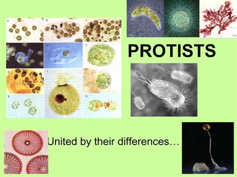 Ppt Protists Powerpoint Presentation Free Download Id484465 Ppt Protists Powerpoint Presentation Free Download Id484465