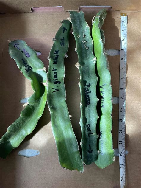 10 And 12 Special Sale Various Dragon Fruit Cuttings Mayumi Garden