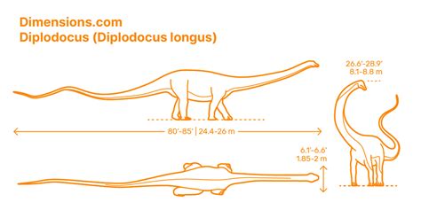 Plesiosaurus Dimensions And Drawings