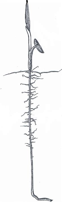 Root System Of The Date Palm Seedling 64 Days After Germination