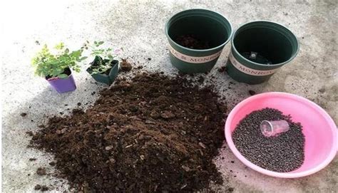 教你如何給月季換盆掌握這幾個實用小技巧來年花開一茬接一茬 每日頭條