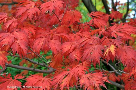 Acer Japonicum Aconitifolium Fullmoon Maple Janet Davis Explores Colour Fall Foliage