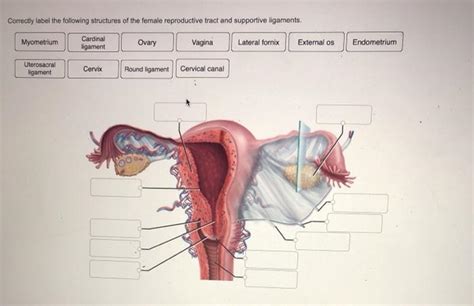Solved Correctly Label The Following Structures Of The Chegg Com