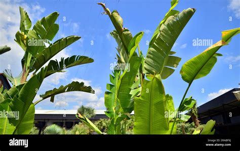 Banana Tree Leaves Wallpaper