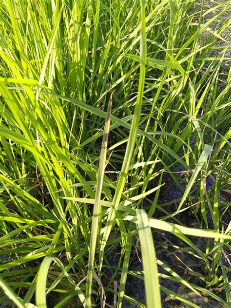 Disease Detection Classification Dataset And Pre Trained Model By Image