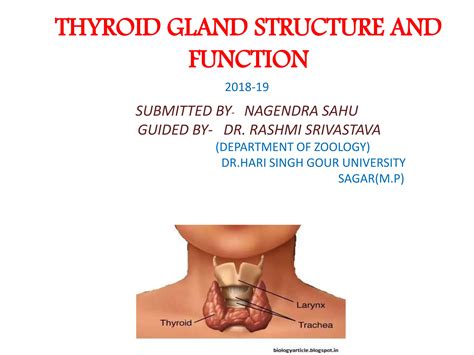 Thyroid Gland Structure And Function PPTX