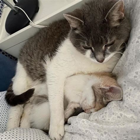 Lone Kitten Walks Up To A Door And Demands Attention Now She Has A Cat That Dotes On Her Love