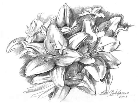 Conte Pencil Sketch Of Lilies Drawing By Alena Nikifarava Fine Art America