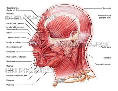 Facial Muscles Illustration Stock Image Science Source Images