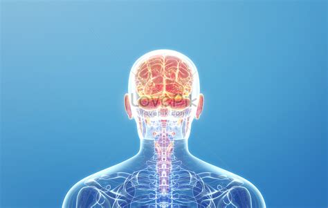 인간의 뇌 구조 배경 사진 및 창의적인 일러스트 무료 다운로드 Lovepik