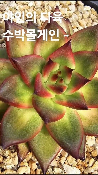 형광빛으로 환한 물듬 덥네요 ~ 빈예서 파종이 실생 다육 다유기 다육이 다육식물 반려식물 다육판매 다육이판매 다육이키우기 다육인스타그램 매혹이 청주