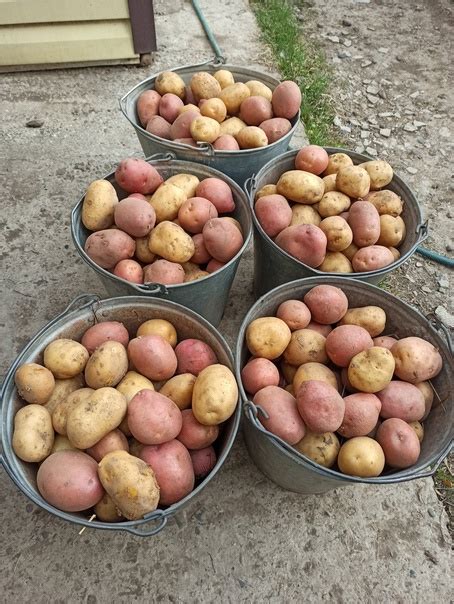 Продам картофель из погреба 300 руб за 10 л. ведро. Забирать на Садовом ...