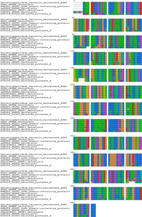 Multiple Amino Acid Sequence Alignment Of The Serratiopeptidase From S Download Scientific