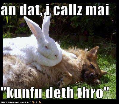 Funny rabbit teeth |Funny Animal