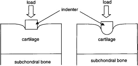 Schematic Diagram Of Indentation Of Articular Cartilage Download Scientific Diagram