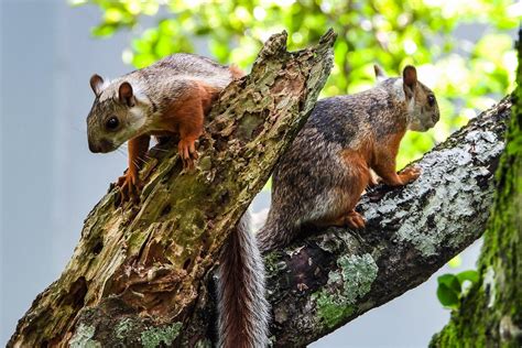 다람쥐 두 설치류 Pixabay의 무료 사진 Pixabay