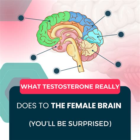 What Testosterone Really Does To The Female Brain Youll Be Surprised