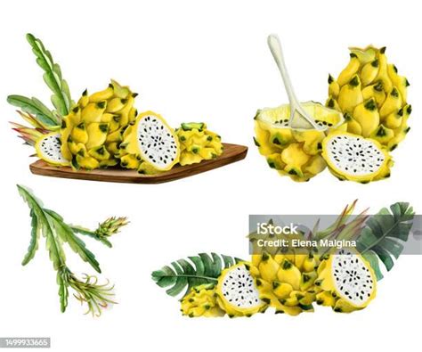 노란색 Pitahaya 용 과일 수채화 그림 모음 전체 Pitaya 반 조각과 꽃 여름 맛과 디자인을 위한 이국적인 아시아 선인장의 사실적인 식물 그림 0명에 대한 스톡