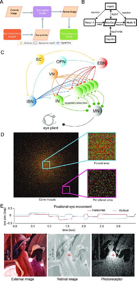 Model For Simulation Of Visual Sampling And Responses A Architecture Download Scientific
