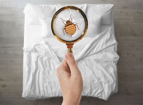 Woman With Magnifying Glass Detecting Bed Bugs In Bedroom Stock Image Image Of House Hotel