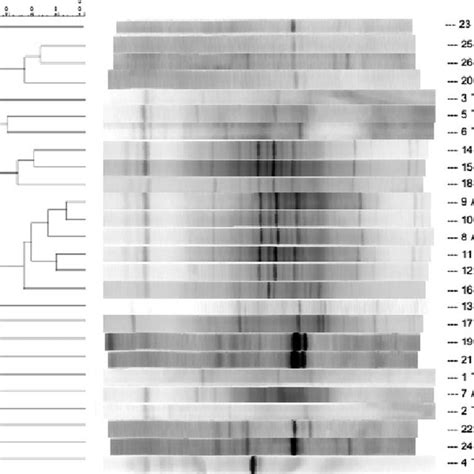 dendrogram produced with the unweighted pair group method with