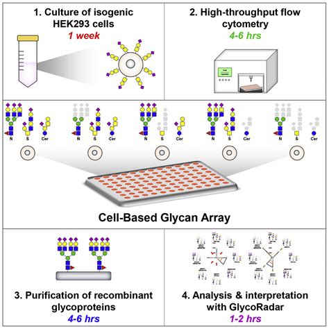 Cell Press Star Protocols