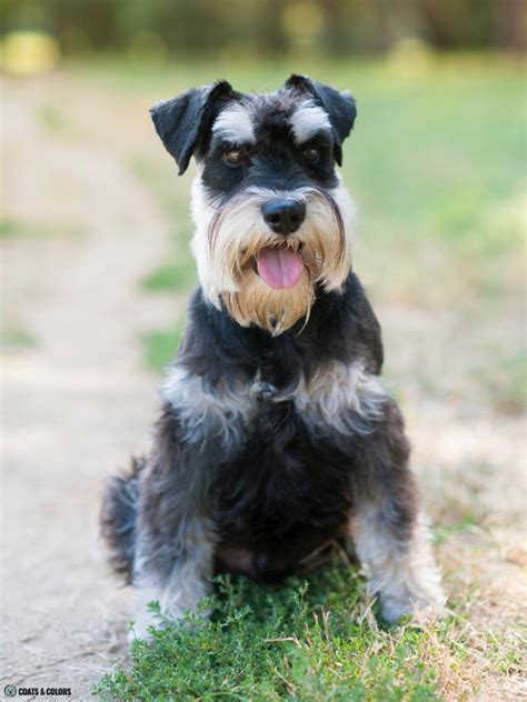 Miniature Schnauzer Coat Colors Coats And Colors