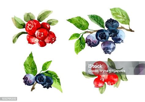 흰색 배경에 고립 된 녹색 잎과 나뭇 가지에 블루 베리와 붉은 링곤 베리의 열매 잘 익은 야생 열매의 수채화 세트 블루베리에 대한 스톡 벡터 아트 및 기타 이미지 Istock