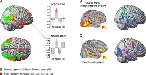 A Left Statistical Parametric Maps Of Brain Activation In Response