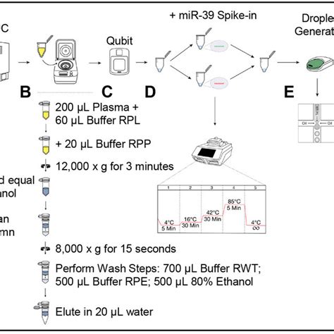 Schematic Diagram Of The Microrna Quantification Workflow A Blood