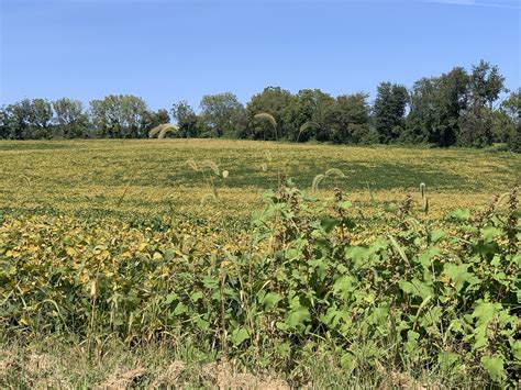 Forest Field Nature Free Photo On Pixabay Pixabay