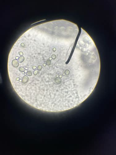 PHA LAB MICROSCOPE PRACTICALS Flashcards Quizlet