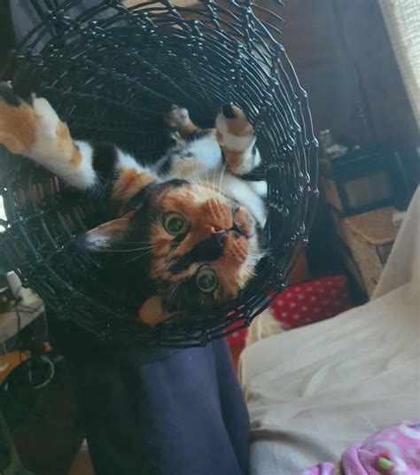 Heres An Upside Down Cutie For You Reyebleach