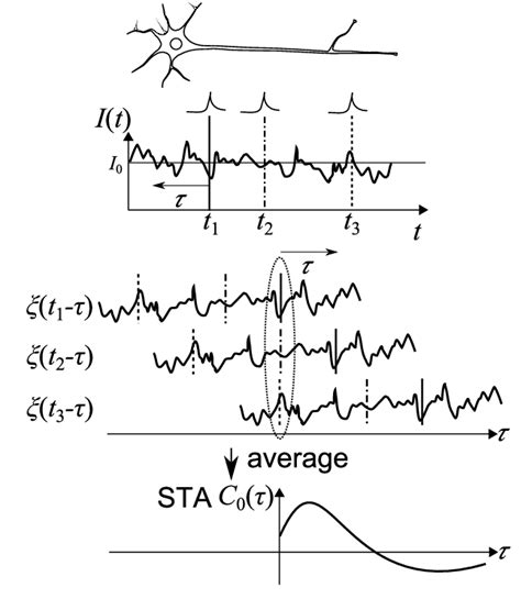 Figure 1 From Sparse Estimation Of Spike Triggered Average Semantic Scholar