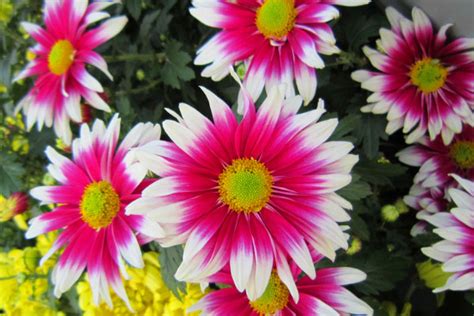 菊花为什么在秋季开花 发财农业网