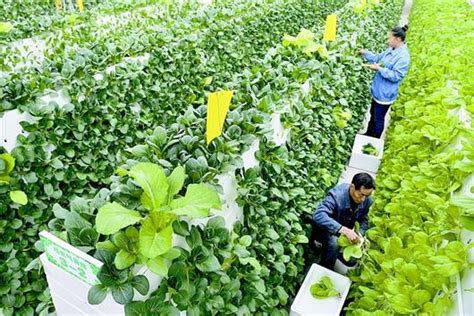 無土栽培助農增收 每日頭條