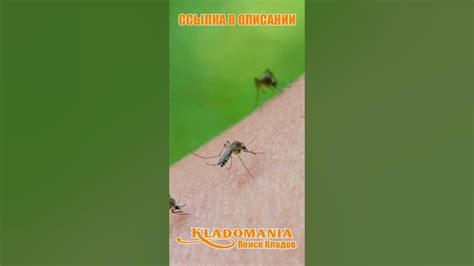 ЛУЧШЕЕ СРЕДСТВО от КОМАРОВ Приспособление для отпугивания комаров в походе КЛАДОМАНИЯ Shorts