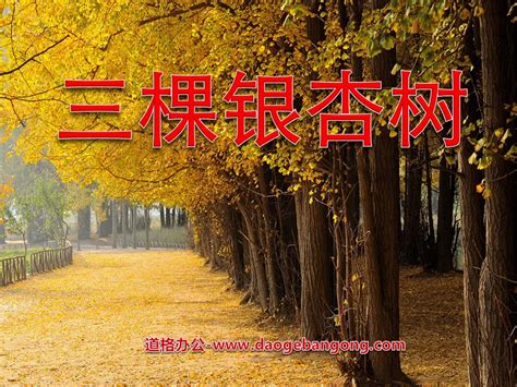 三棵银杏树PPT课件2 西师大版四年级上册语文