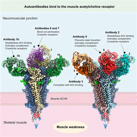 Acetylcholine Structure