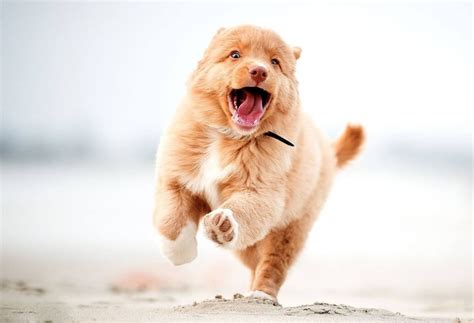 Создать мем собака чау чау собака чау чау чау Картинки Meme