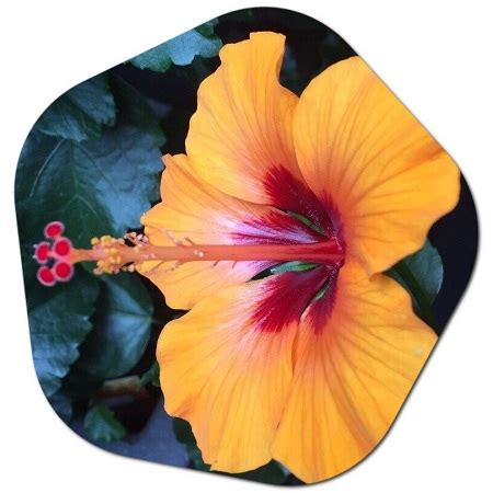 Plant And Flower Names Beginning With H Content About Plants