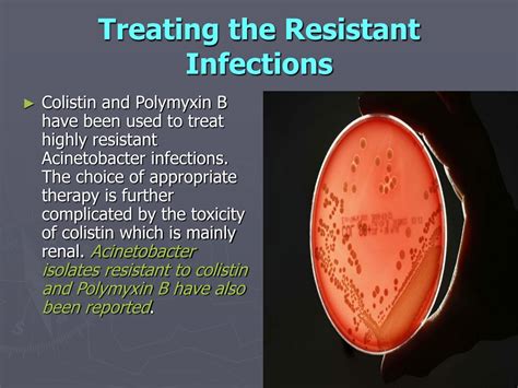 Ppt Acinetobacter Baumannii Powerpoint Presentation Free Download Id 29482