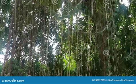 Tree Roots Hanging In The Wind Landscape Wind Stock Video Video Of Exotic Nature 258627235