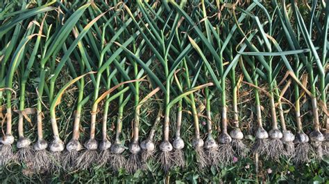 Is There A Flavor Difference Between Hardneck And Softneck Garlic