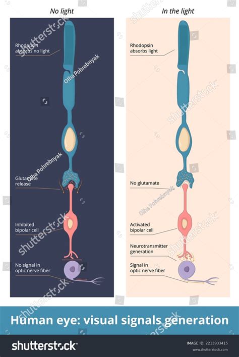 Human Eye Visual Signals Generationschematic Representation Stock Vector Royalty Free