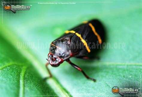 Two Lined Spittlebug