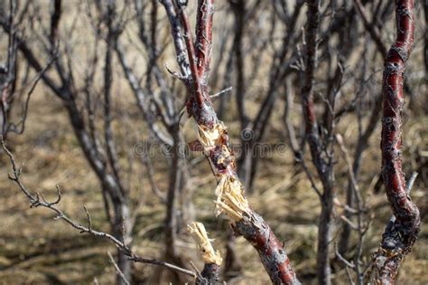 Tree With Intriguing Hollow Branch Stock Photo Image Of Landscape Texture 315737610