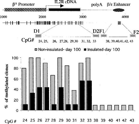 Bisulfite Genomic Sequencing Analysis Of The Gene Body And The Enhancer Download Scientific